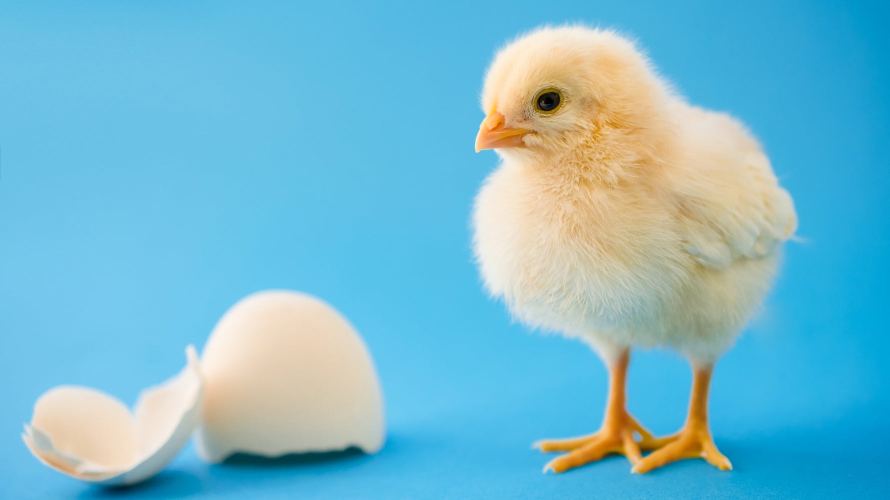 What You Should Know Before Raising Backyard Chickens Huffpost Life