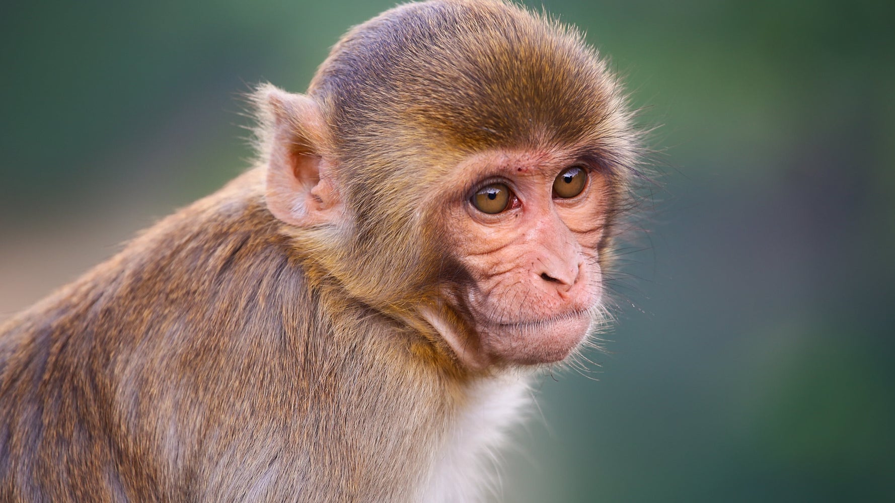 Monkeys Steal Coronavirus Patient Blood Samples From Lab Tech In India ...