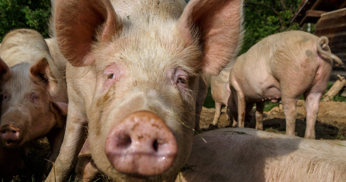 New Flu Found In Pigs Could Become ‘Pandemic Virus’: Study | HuffPost News