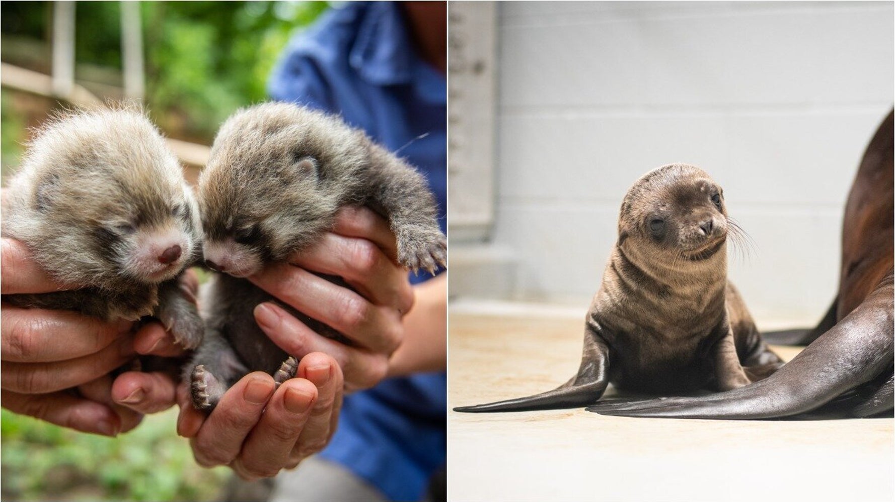 Discover More In Zoo animals On Flipboard discover-more-in-zoo-animals-on-flipboard