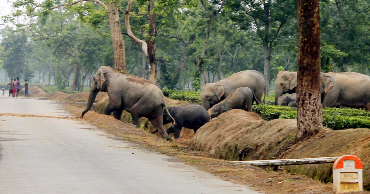 The Problem With Environment Ministry’s Guide To Check Human-Elephant ...
