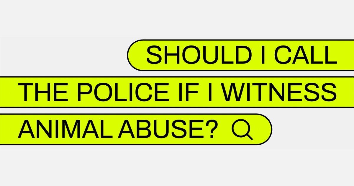What Should I Do If I See Someone Mistreating An Animal? | HuffPost ...