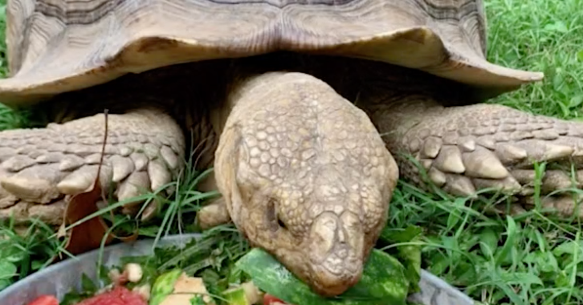 Missing Tortoise Recovered After 74 Days On The Lam | HuffPost Weird News