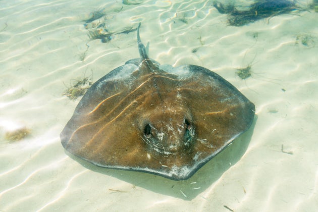 La conspiración del chucho | El HuffPost