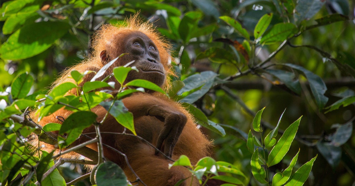 8 Netflix Nature Documentaries To Watch And Explore The World ...