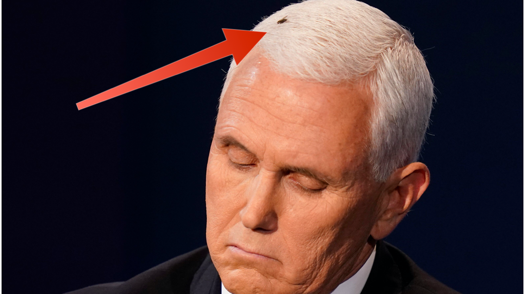 A Fly On Mike Pence's Head During The VP Debate Drew The Buzziest ...