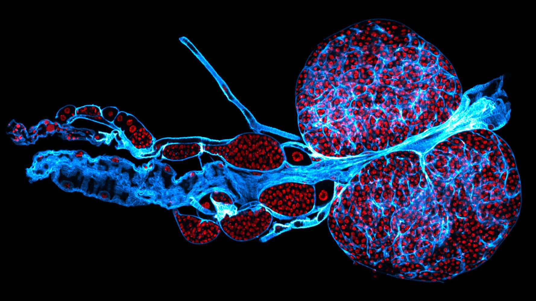 These Award-Winning Photos Of The Microscopic World Will Blow Your Mind ...
