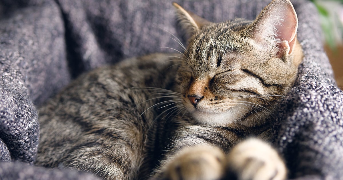 'Slow-Blinking' May Help Humans Bond With Cats, Study Says | HuffPost ...