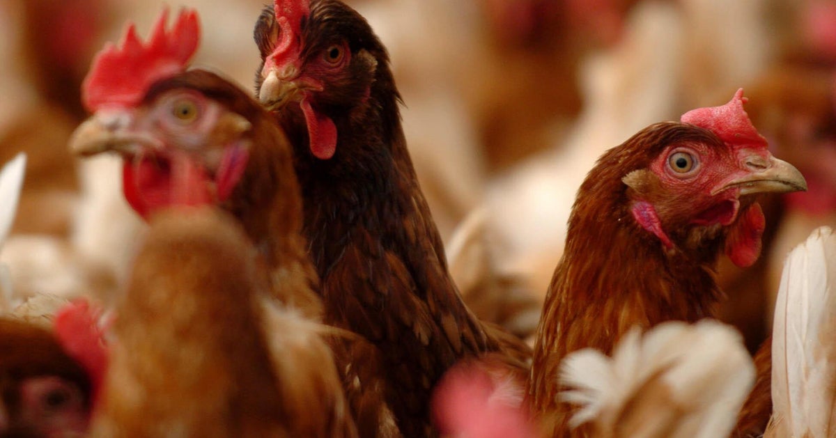 Chlorinated Chicken Could Be The Norm If MPs Aren't Given Stronger ...