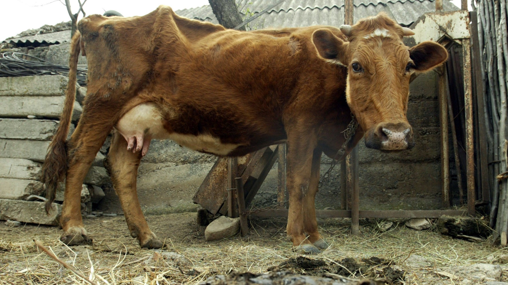 Now, Rashtriya Kamdhenu Aayog Chief Claims Cow Dung Phone Chip Can Save ...