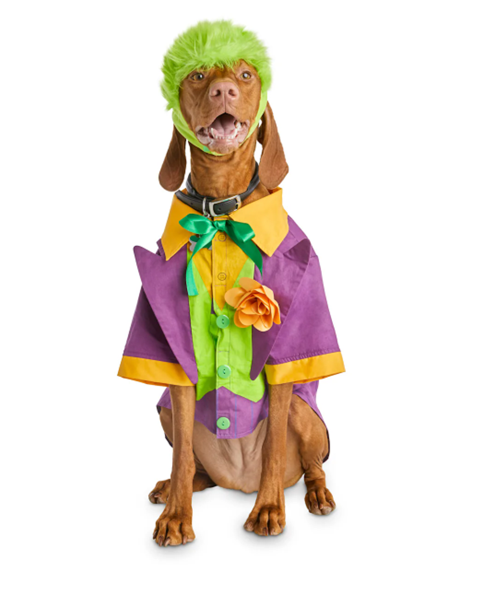 Halloween 2020 Pet Costumes For Dogs And Cats | HuffPost Life