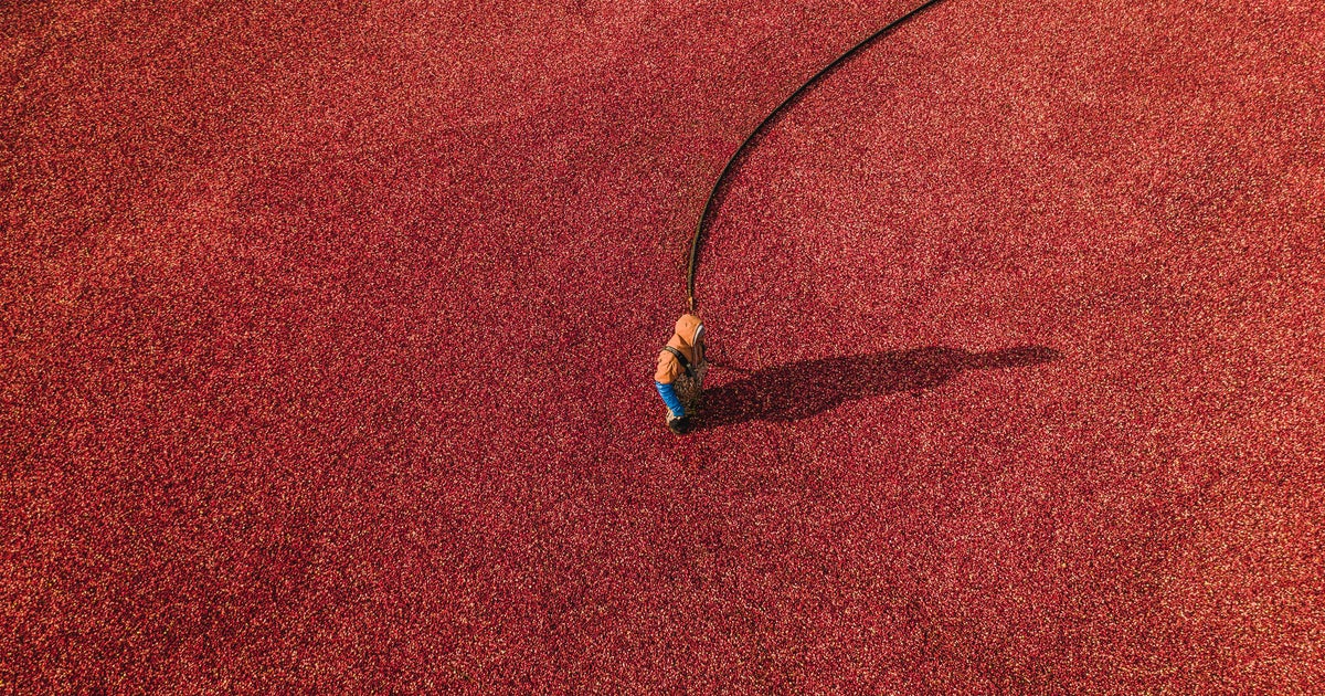 Take 5 Minutes And Watch How Cranberries Are Harvested. It's Beautiful ...