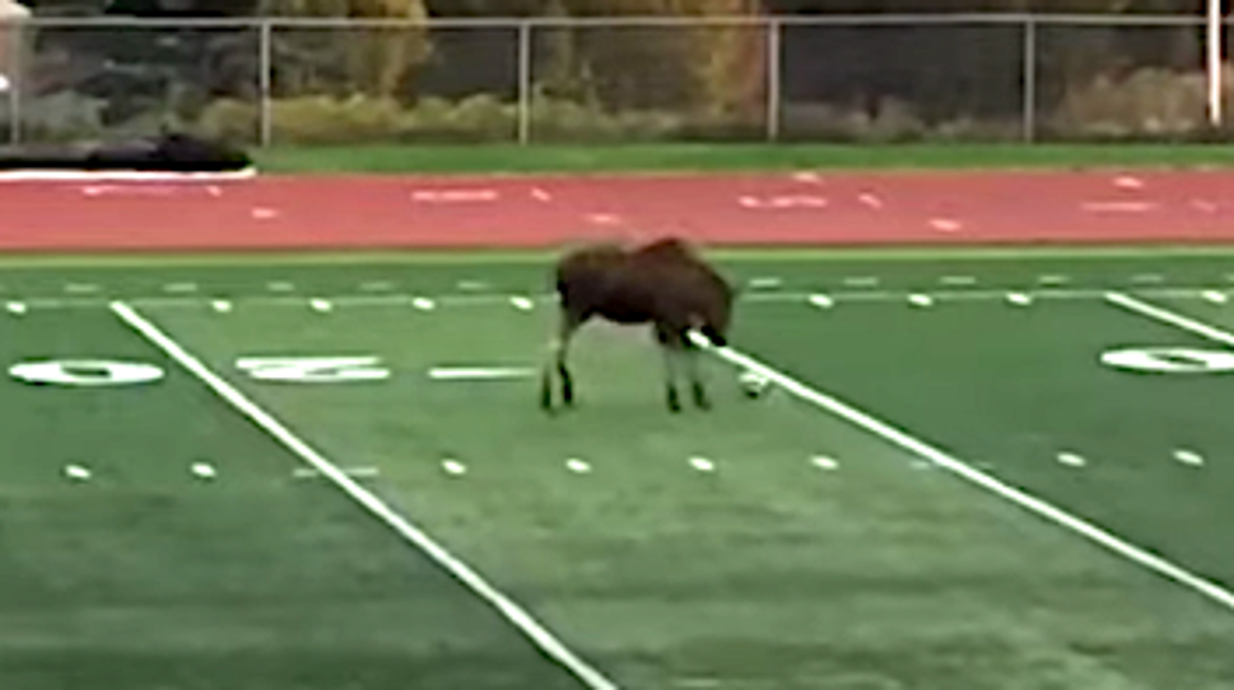 You Aren't Ready For This Soccer-Playing Moose | HuffPost Weird News