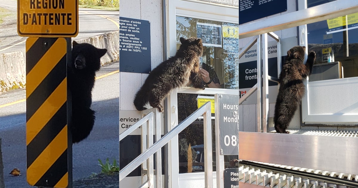 Canadian Border Services Agents Apprehend Intrepid Bear Cub At Border ...