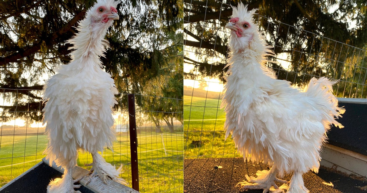 Duke The Rooster Is Helping The Royal Agricultural Winter Fair Go ...