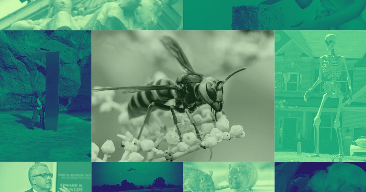 The 50 Weirdest Stories Of 2020 That Weren’t COVID-19 | HuffPost News