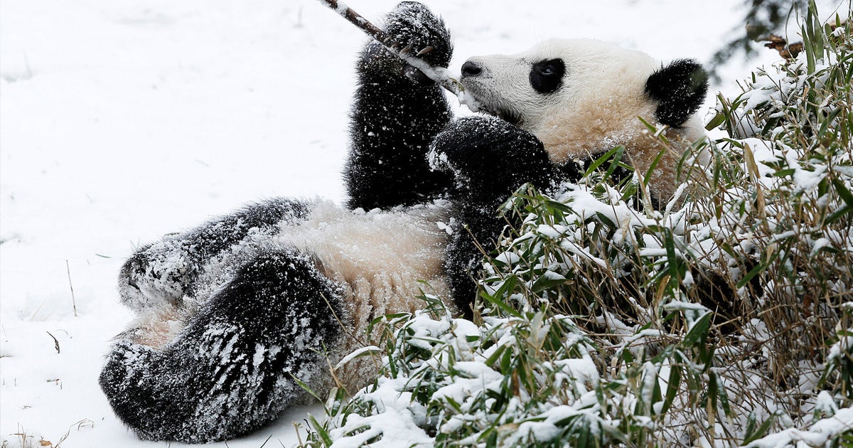 Pandas Play In The Snow At Washington Zoo | HuffPost UK News