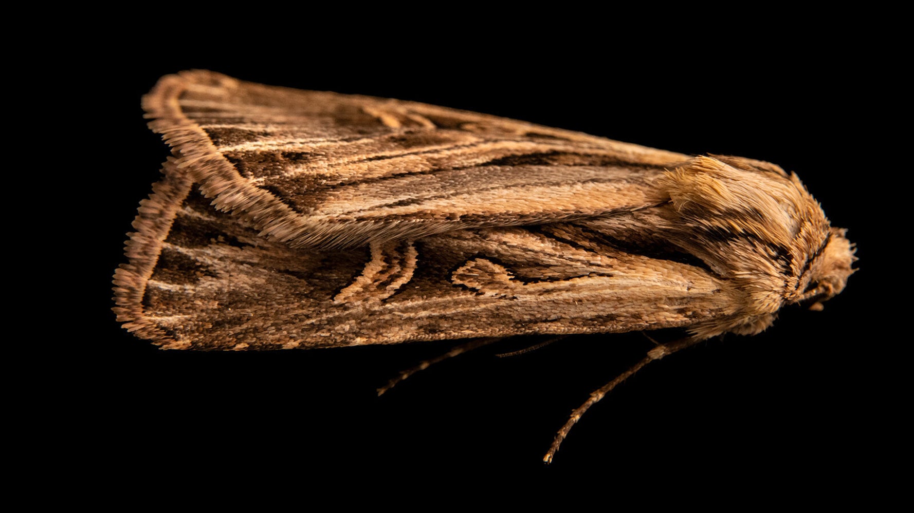 A Rare Sight Since 1890, This Elusive Moth Has Finally Been Caught On ...