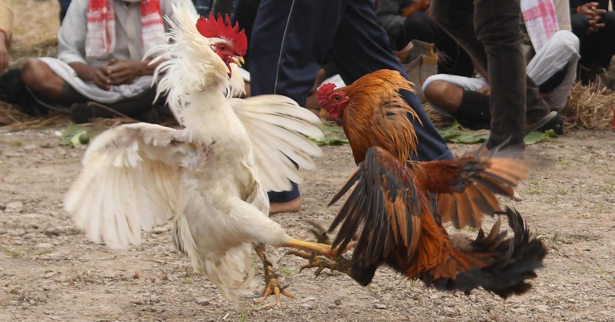 Rooster With Blade Tied To Its Leg Kills Owner During Illegal Cockfight ...