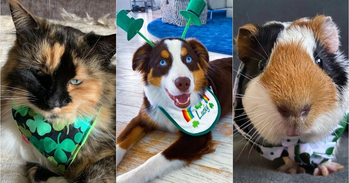 20 Adorable Pets Celebrating St Patrick's Day For The Rest Of Us ...