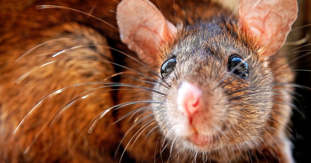 Footage Of Australia's Massive Mouse Plague Will Haunt Your Nightmares ...