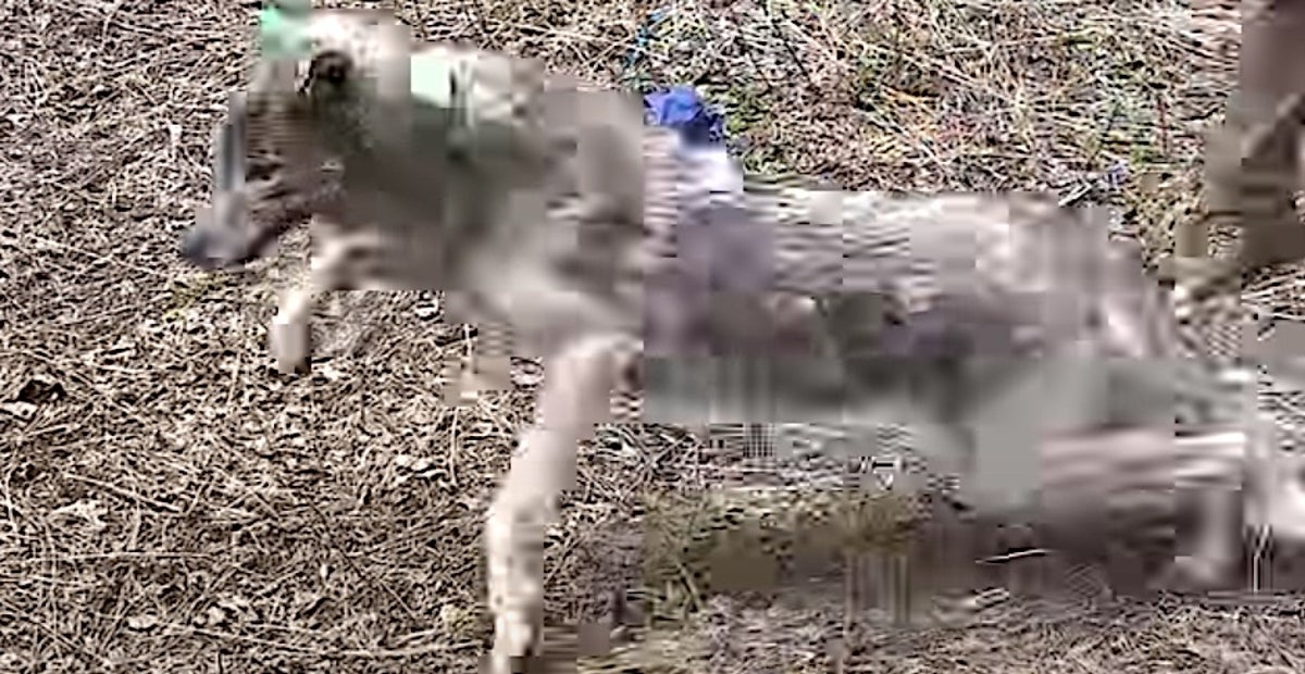 First-Ever Wild Wolf Collar Camera Shows What They Really Do All Day ...