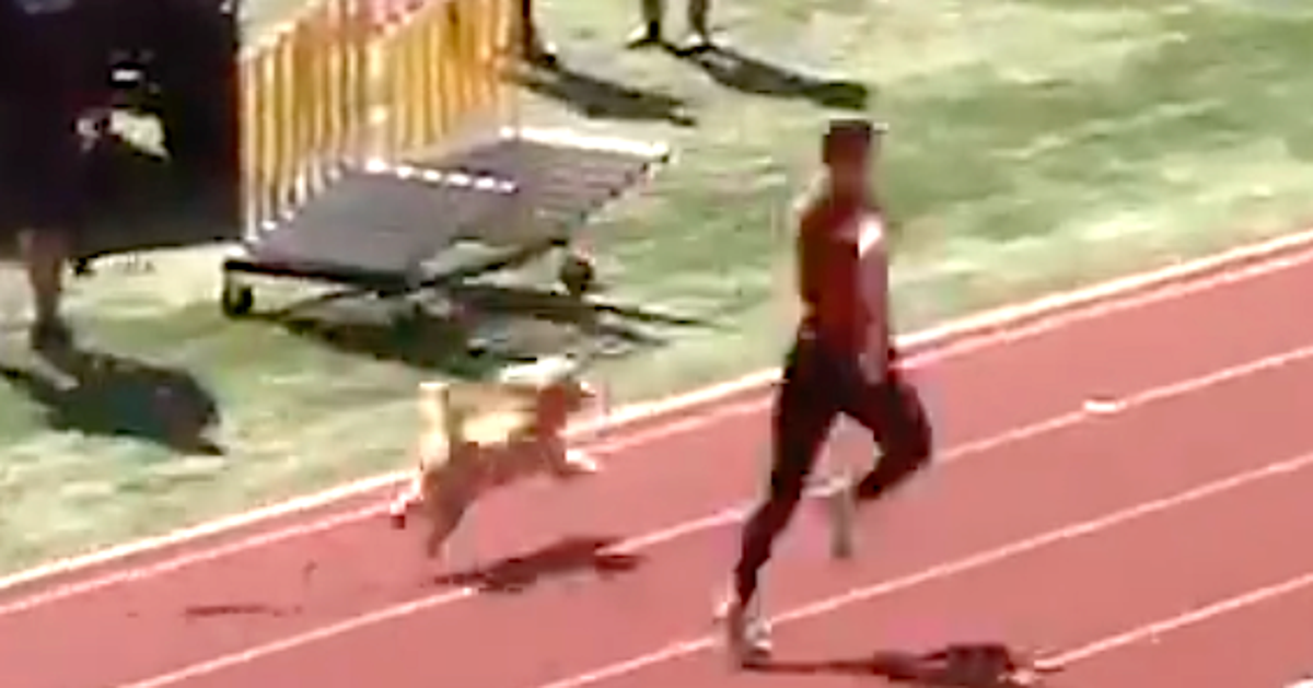 Dog Crashes Track Meet And Wins Race, Paws Down | HuffPost Sports