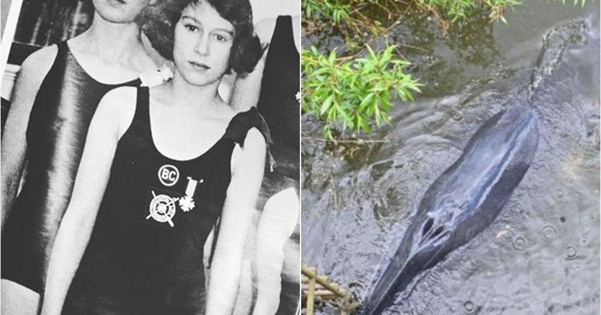 BBC News Awkwardly Mixes Up The Queen Swimming And A Whale Stuck In The ...