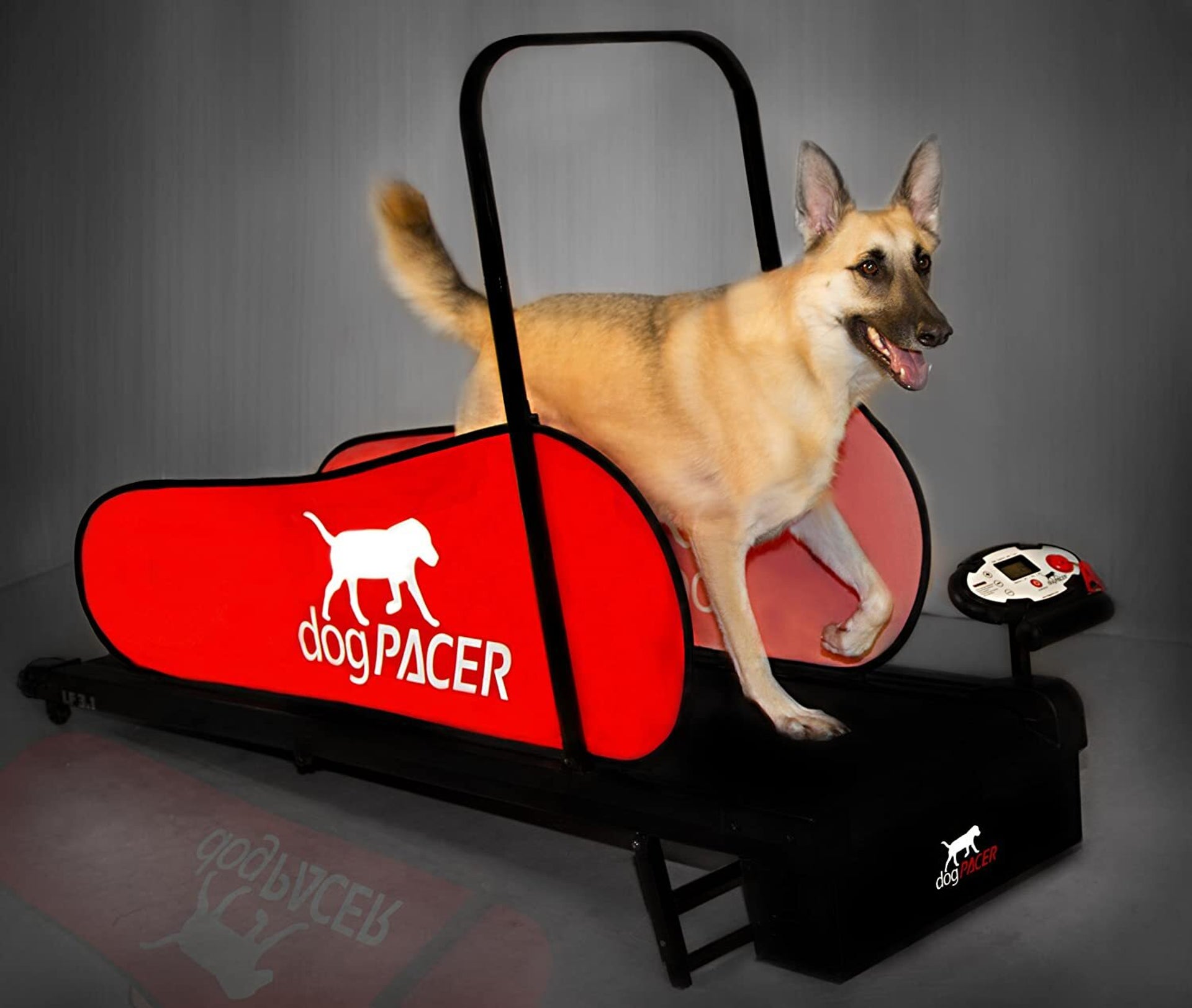20 Things From Amazon That'll Help You Exercise With Your Dog More ...