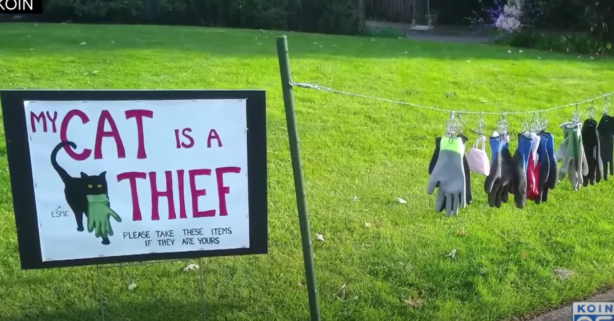 Woman Creates Purrfect Sign To Warn Neighbors Of Thieving Cat ...