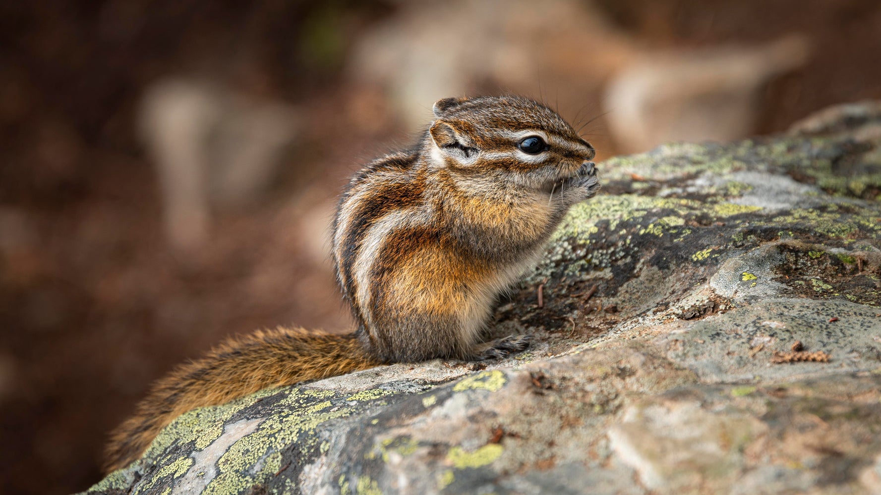 Burglar Chipmunk Wanted By Police In New Hampshire | HuffPost Latest News