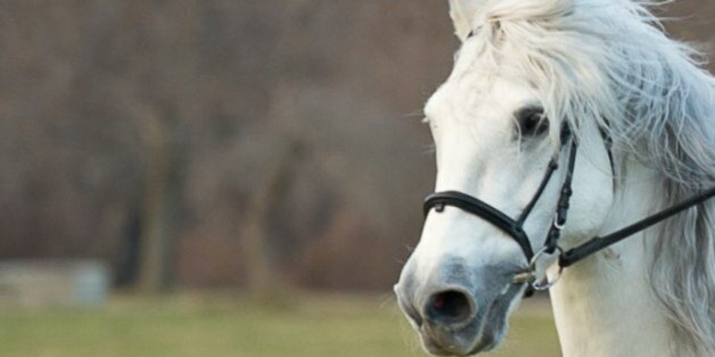 An Interview With The Horse From 'Winter's Tale' | HuffPost Entertainment