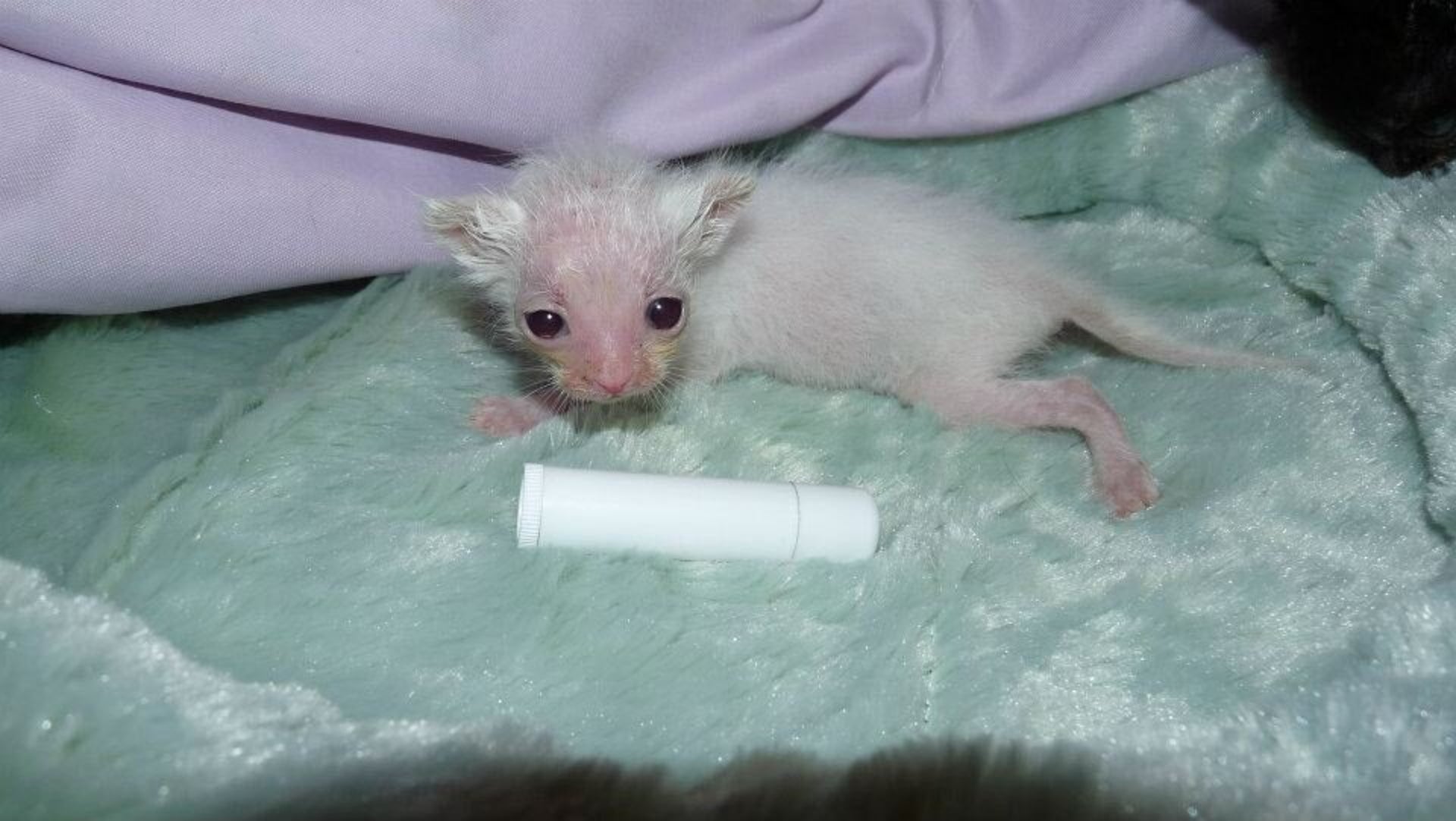 Kitten Found Near Death Makes Incredible Transformation, And Steals Our ...