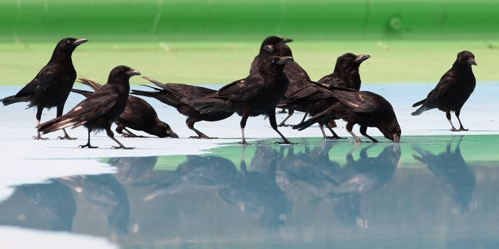 Are Crows The Smartest Birds EVER? (VIDEO, POLL) | HuffPost Impact