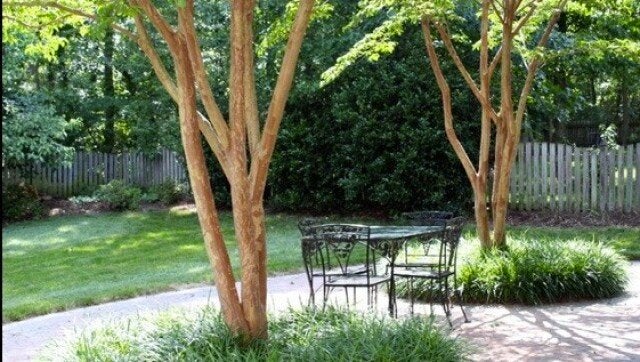5 Best-Behaved Trees To Grace A Patio | HuffPost Life