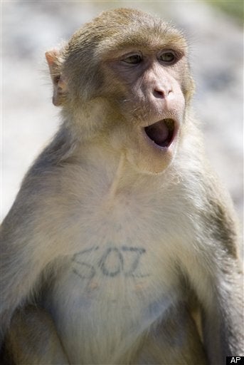 India Plans School For Delinquent Monkeys | HuffPost Latest News