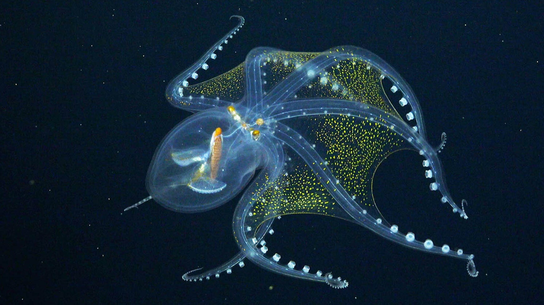 Ethereal 'Glass Octopus' Captured On Camera By Deep-Sea Scientists ...