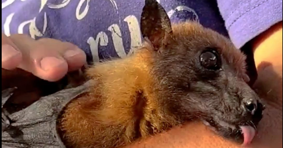 Statler, The Internet's Favorite Elderly Bat, Dies At 34 | HuffPost UK ...