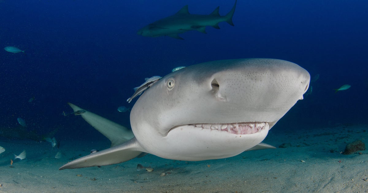 Hundreds Of Sharks Swarm Florida Canal To Escape Red Tide | HuffPost Impact