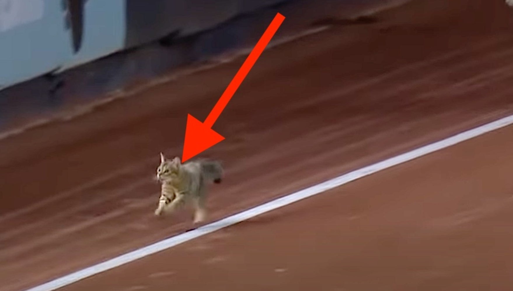 Yankees Fans Chant 'MVP!' As Elusive Cat Runs Across Field And Escapes ...