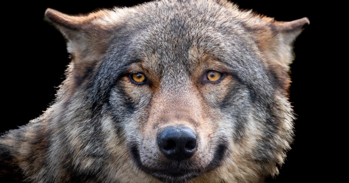 Wisconsin Wants To Let Hunters Slaughter More Wolves | HuffPost UK ...