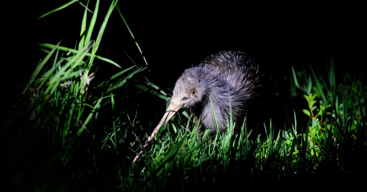 New Zealand's Sigh of Relief As Iconic Kiwi Bird Bounces Back ...