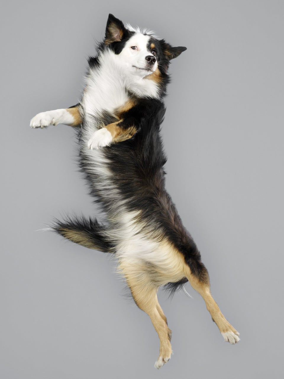 Estas fotos de 'perros volando' capturan la esencia del placer que nos ...