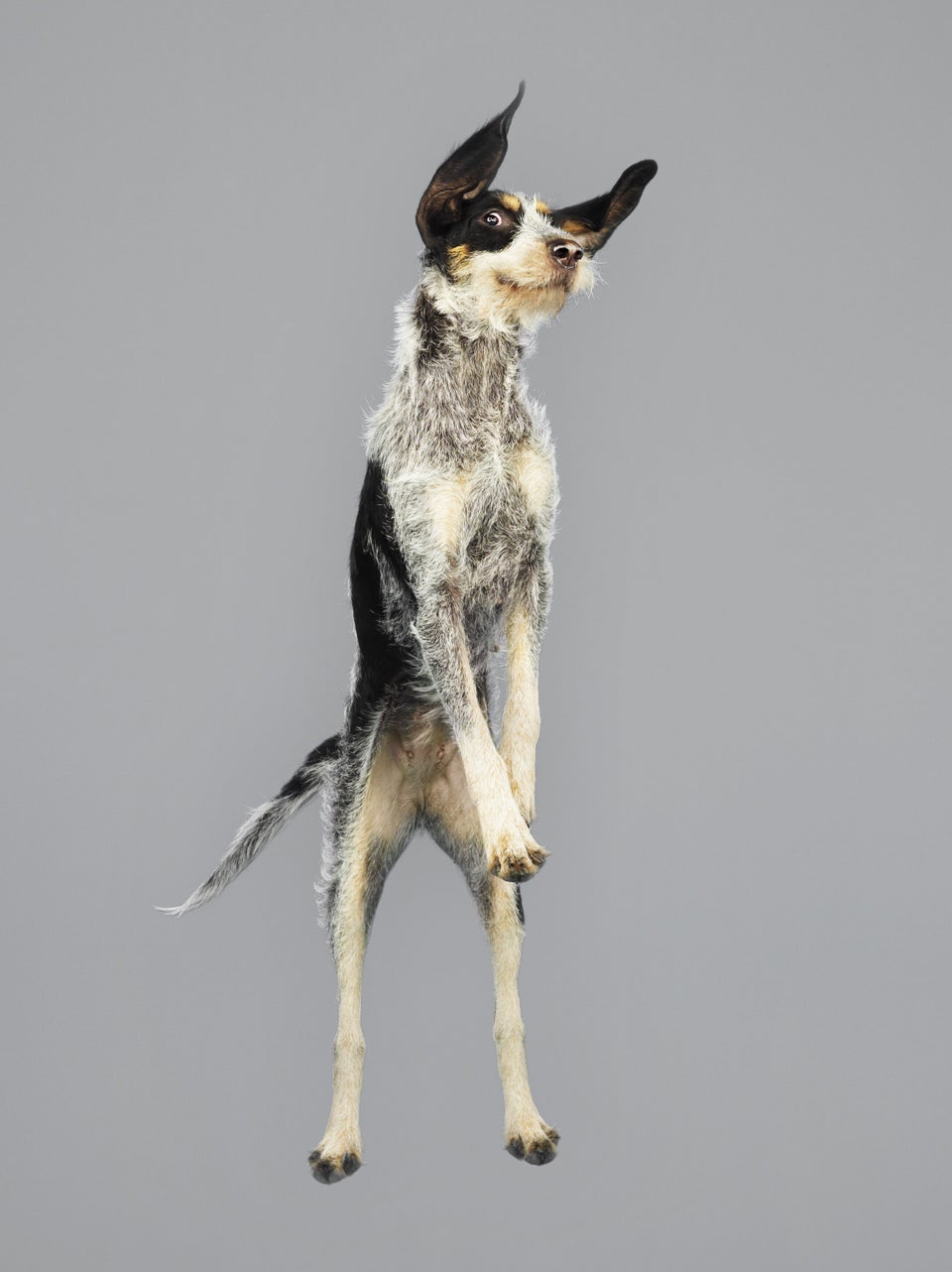 Estas fotos de 'perros volando' capturan la esencia del placer que nos ...