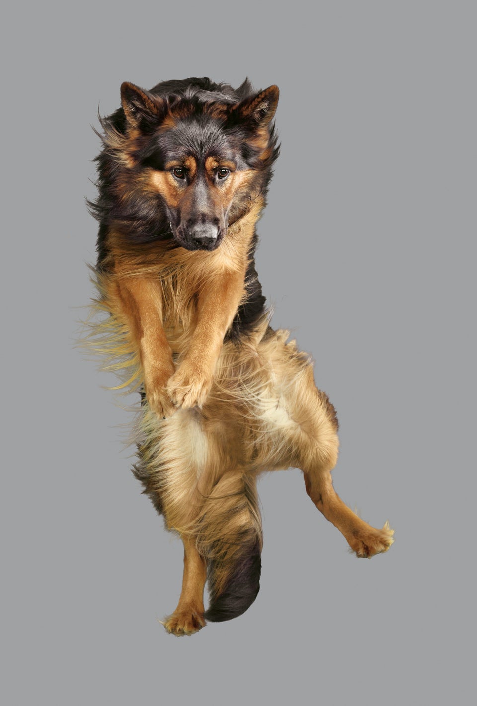 Estas fotos de 'perros volando' capturan la esencia del placer que nos ...
