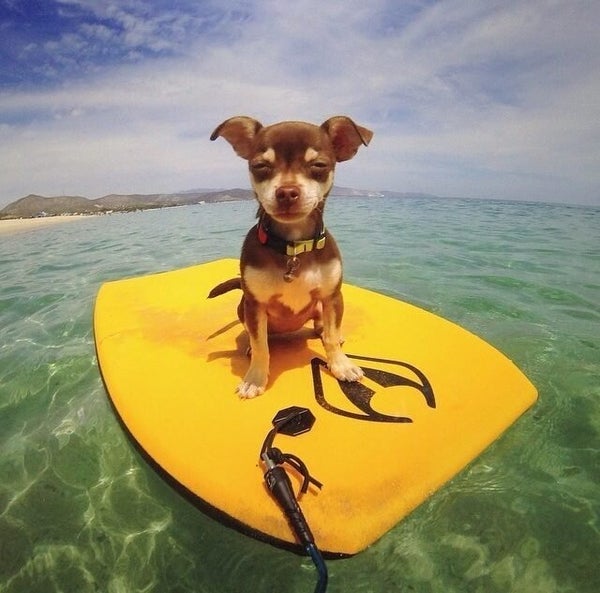 17 perros que adoran pasar el verano jugando en la playa | HuffPost