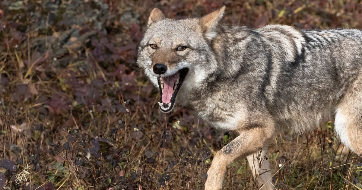 Coyote Attacks Child On Cape Cod Beach As Officials Warn Of Dangerous ...