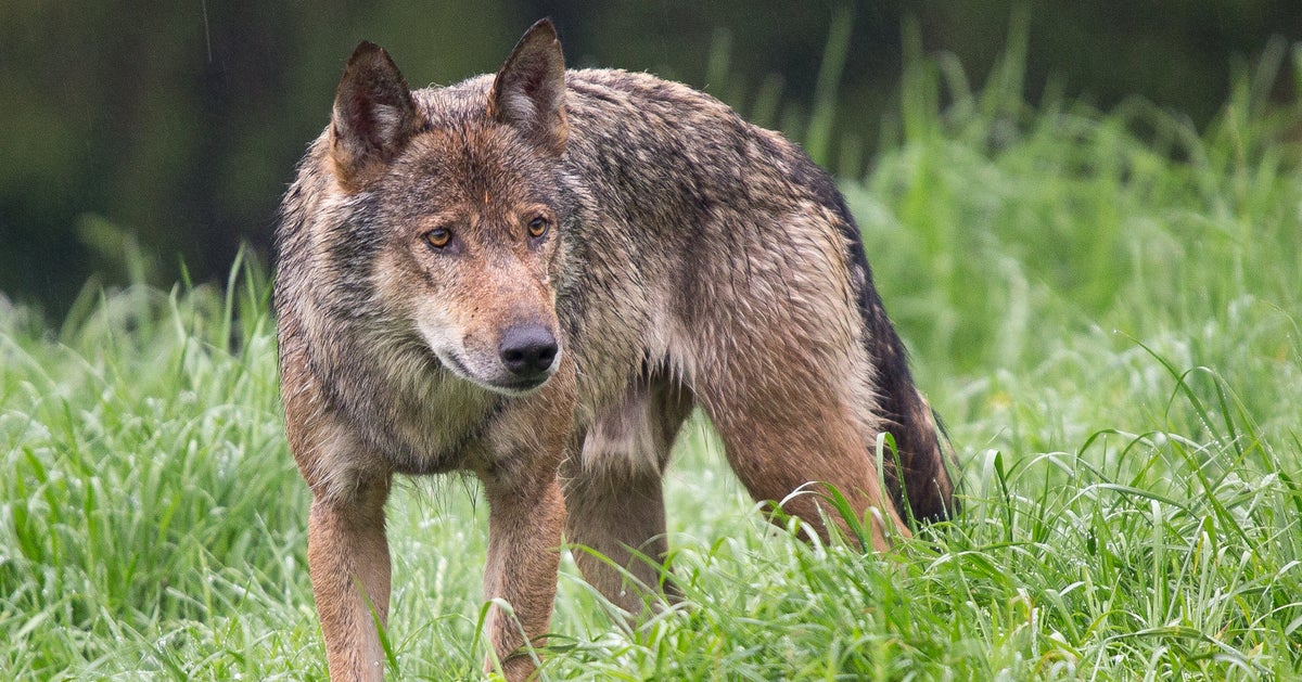 Wisconsin Doubles Wolf Hunt Quota Even After Biologists Warn Of Serious ...