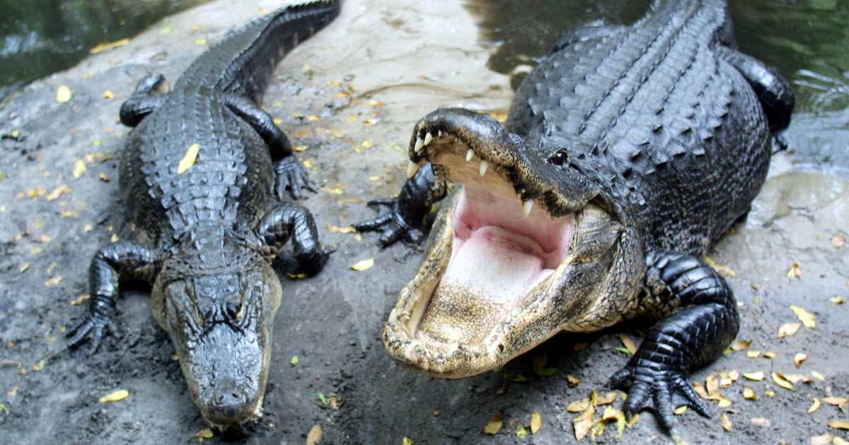 Alligator Handler Recovering After Terrifying Attack, Daring Rescue ...