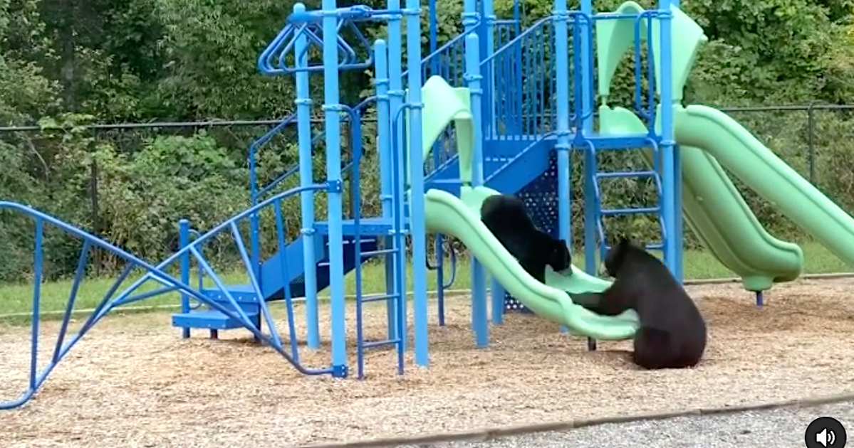 Mama Bear Teaches Cub How To Use Slide In Unbearably Cute Video ...